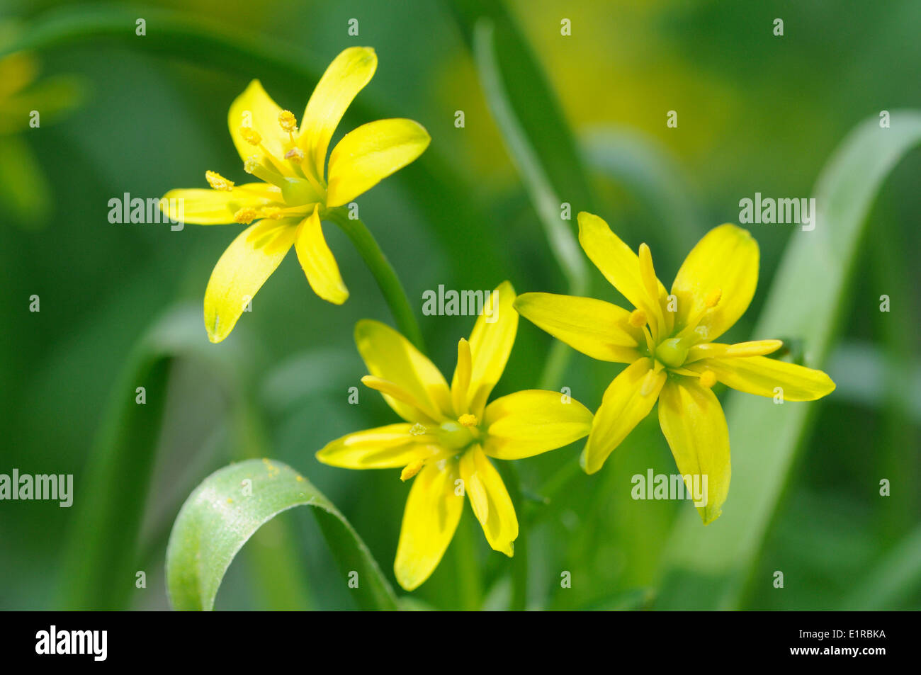 Yellow star of hi-res stock photography and images - Alamy