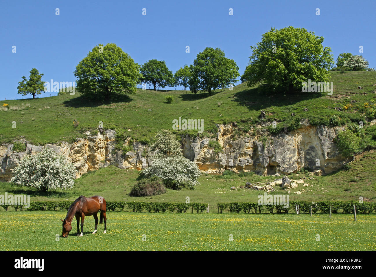 A horse in a meadow in from of the Bemelerberg, The Netherlands Stock ...