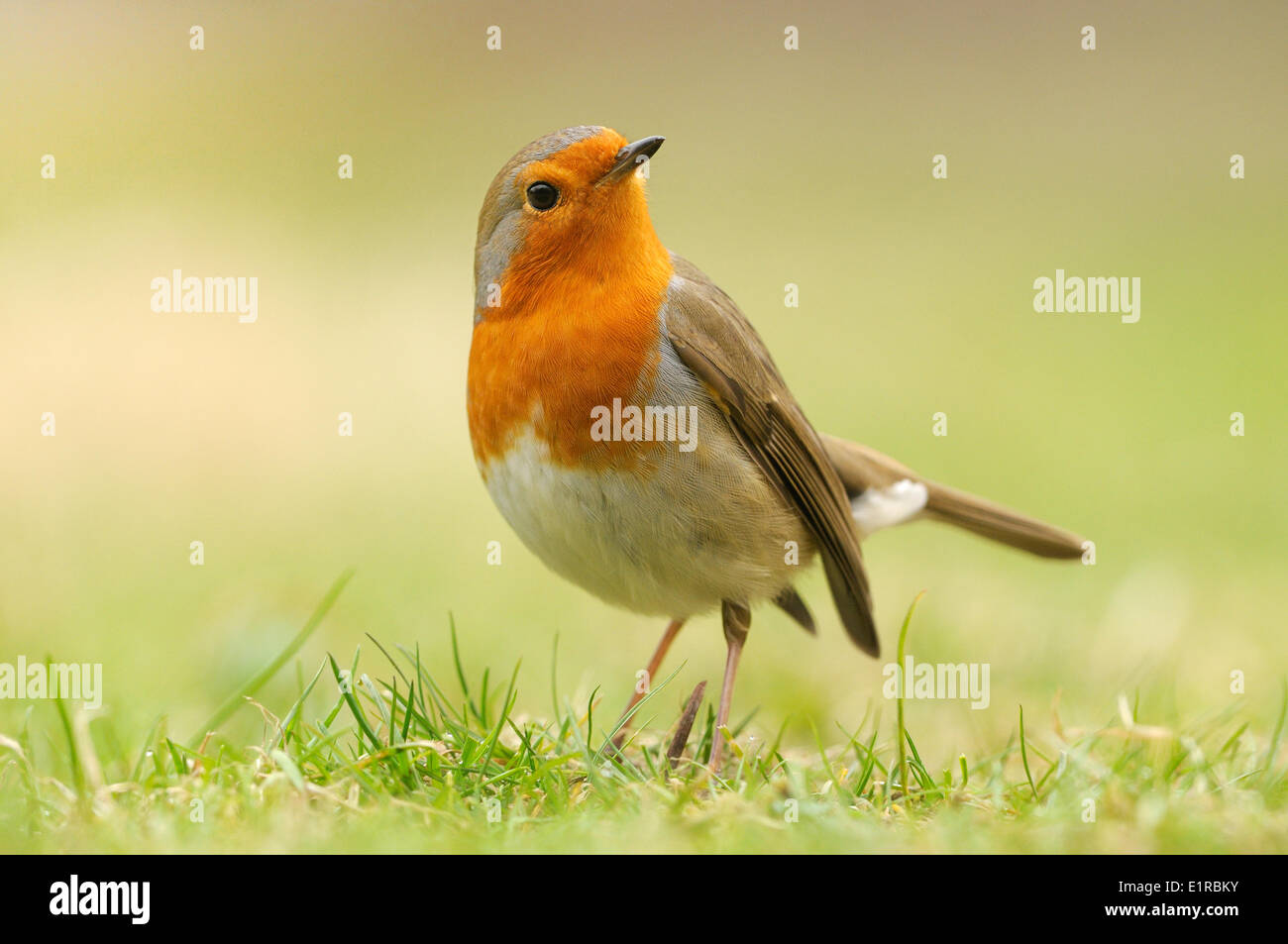 European Robin foraging on the ground Stock Photo - Alamy