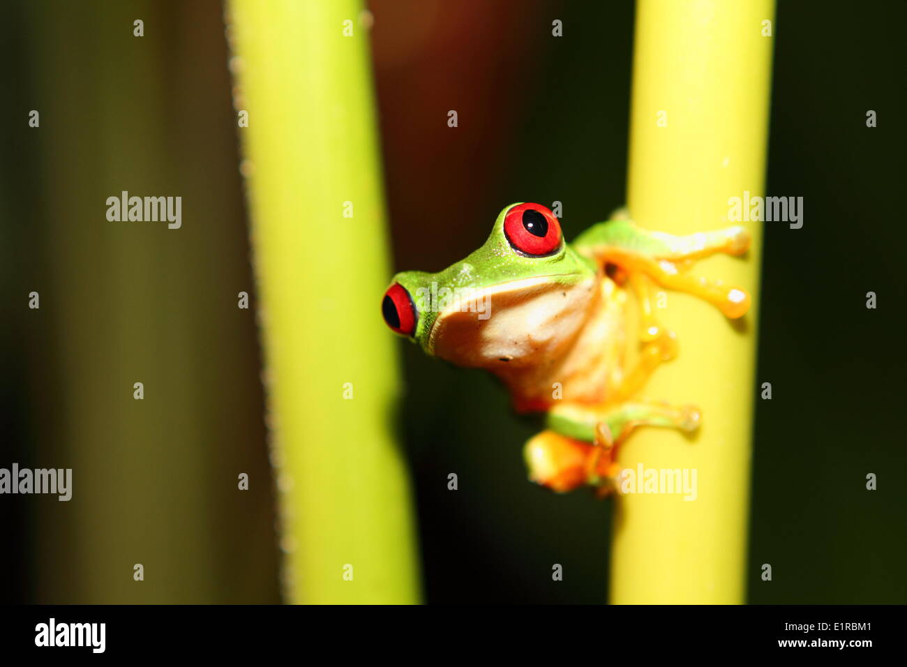 Portrait of the most famous frog of Costa Rica the Red-eyed Tree frog ...