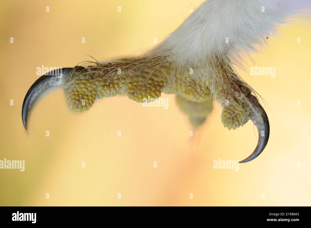 Claw detail hi-res stock photography and images - Alamy