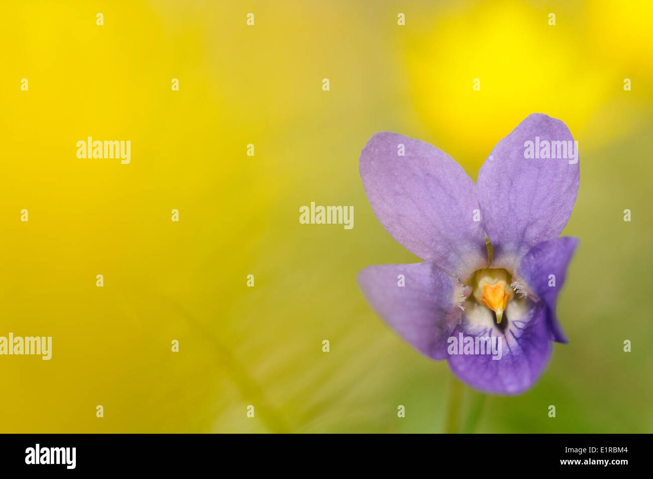 Violet flowering hi-res stock photography and images - Alamy