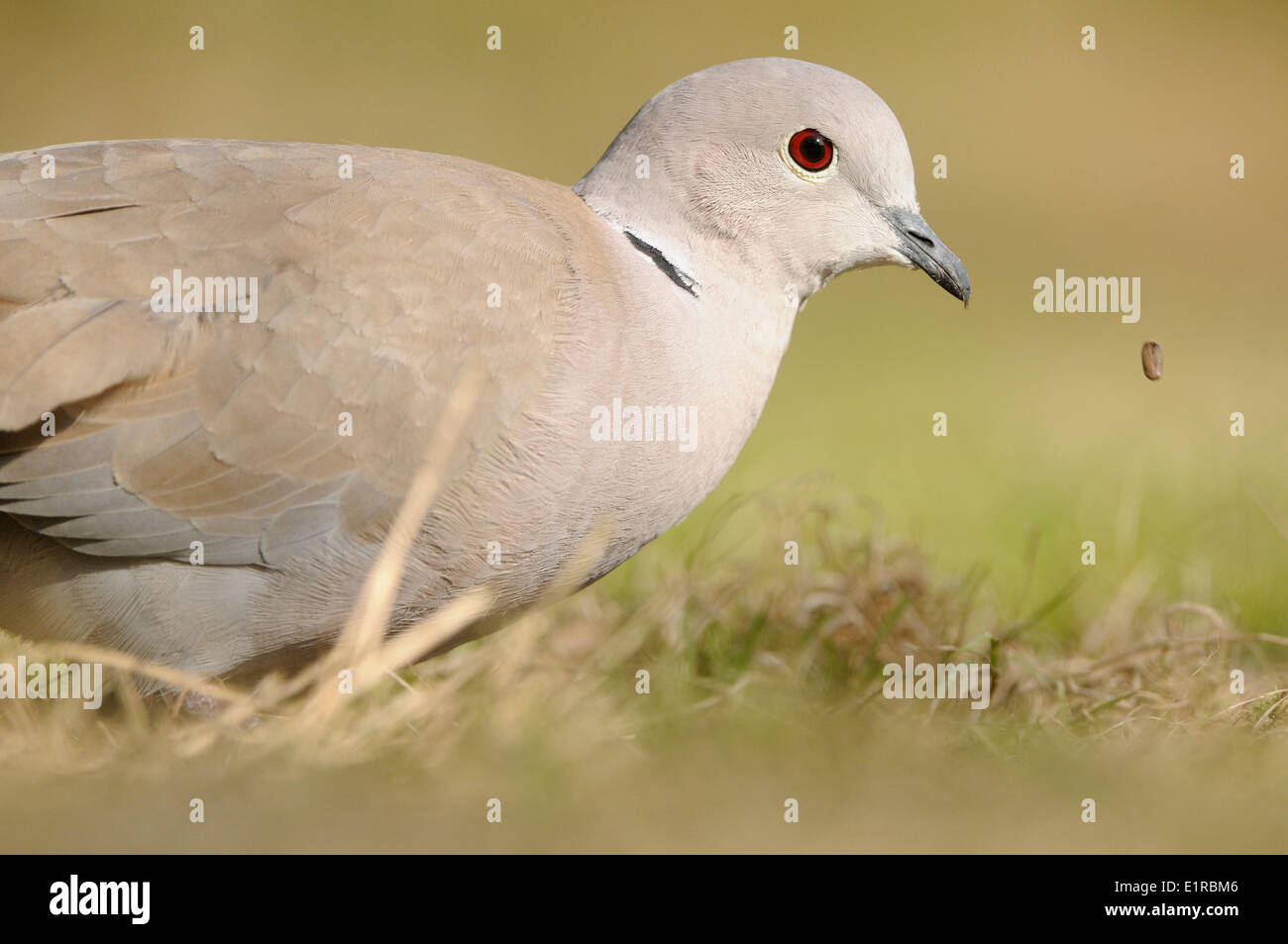 Dove detail hi-res stock photography and images - Alamy