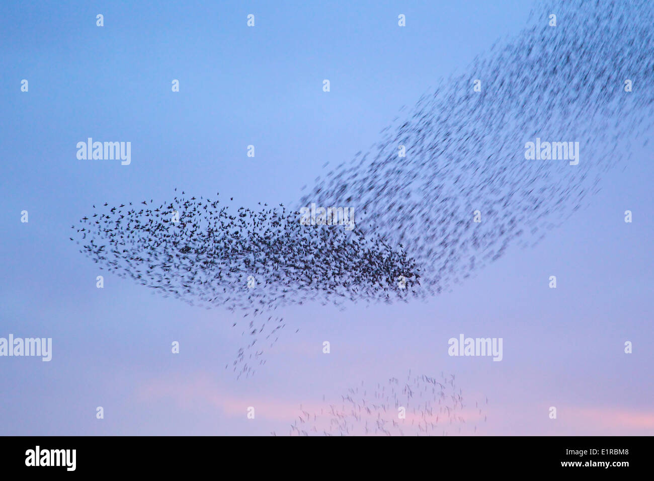 A flock of sparrows, flying in spectacular formations Stock Photo - Alamy