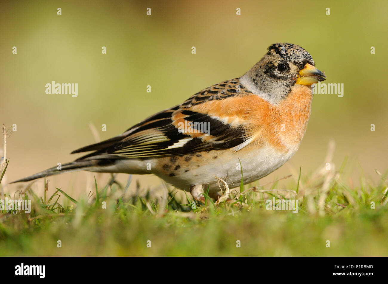 Ground foraging bird hi-res stock photography and images - Alamy