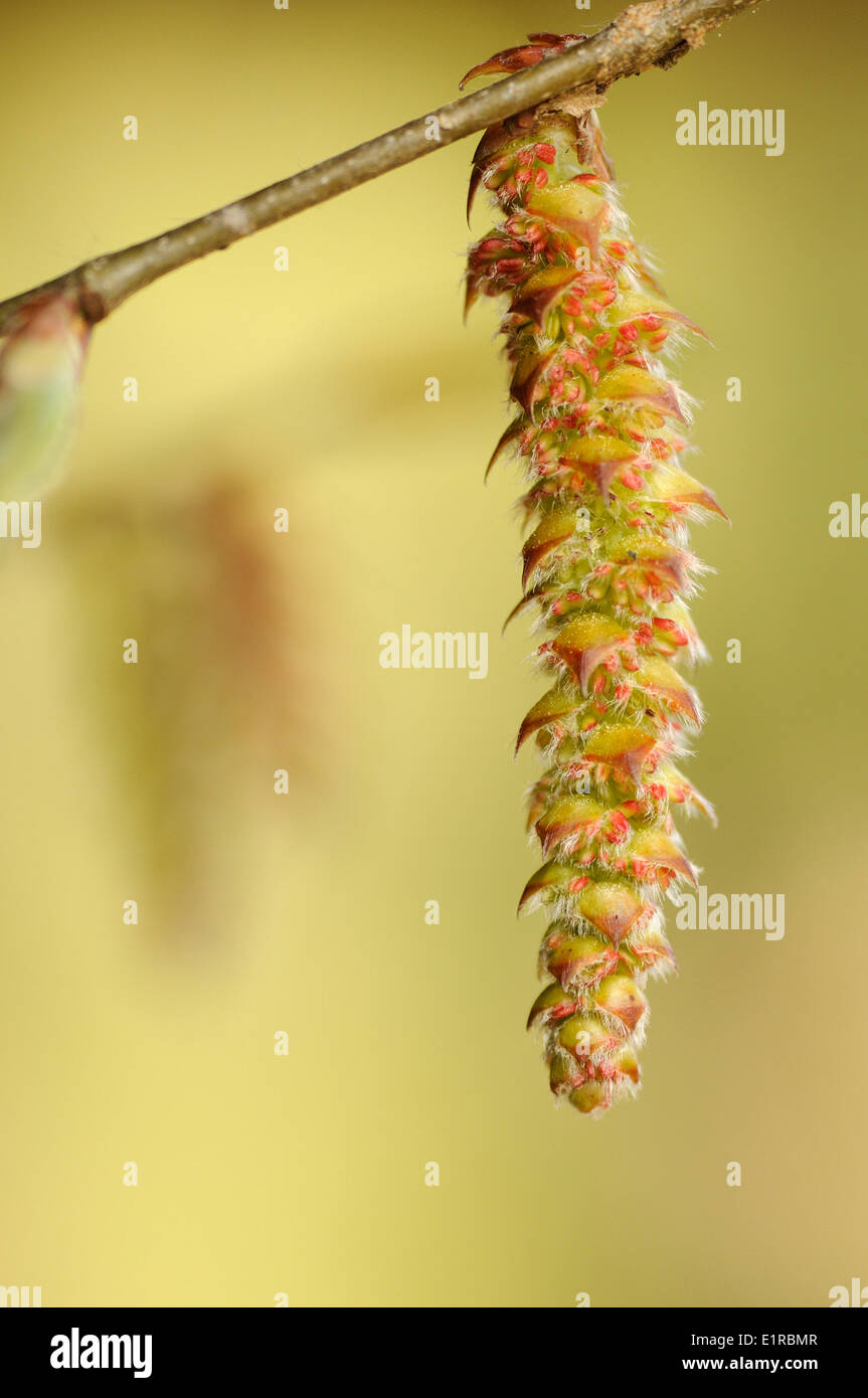 Male inflorescence of the Hornbeam Stock Photo - Alamy