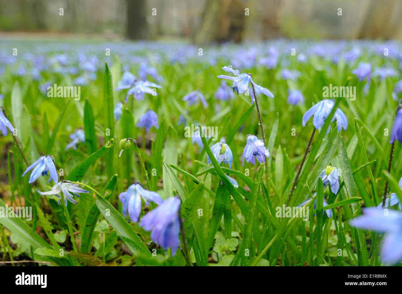 Squill hi-res stock photography and images - Alamy