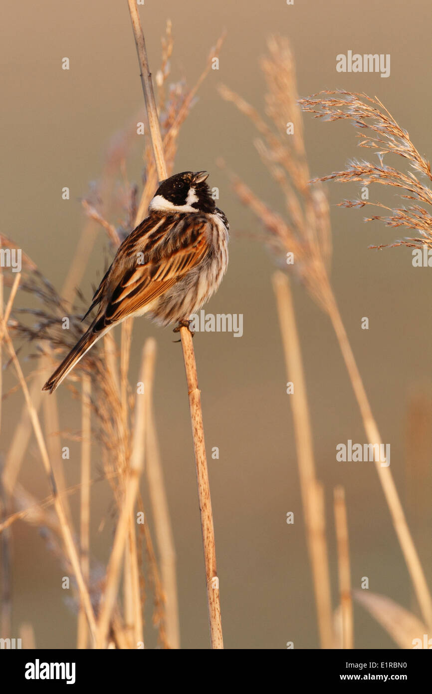 Reedbunting singing in reed Stock Photo - Alamy