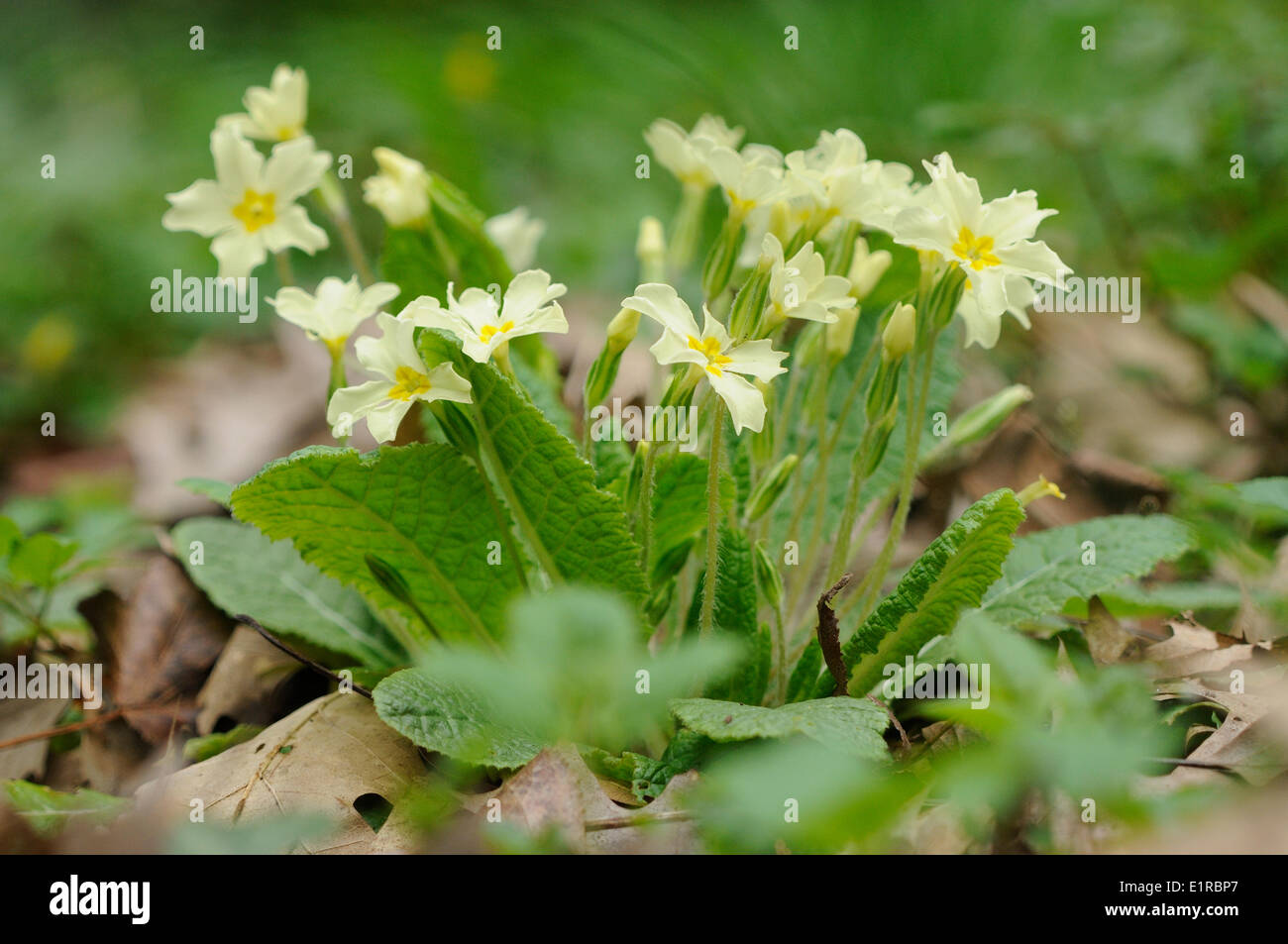 Flowering Wild Primrose Stock Photo - Alamy