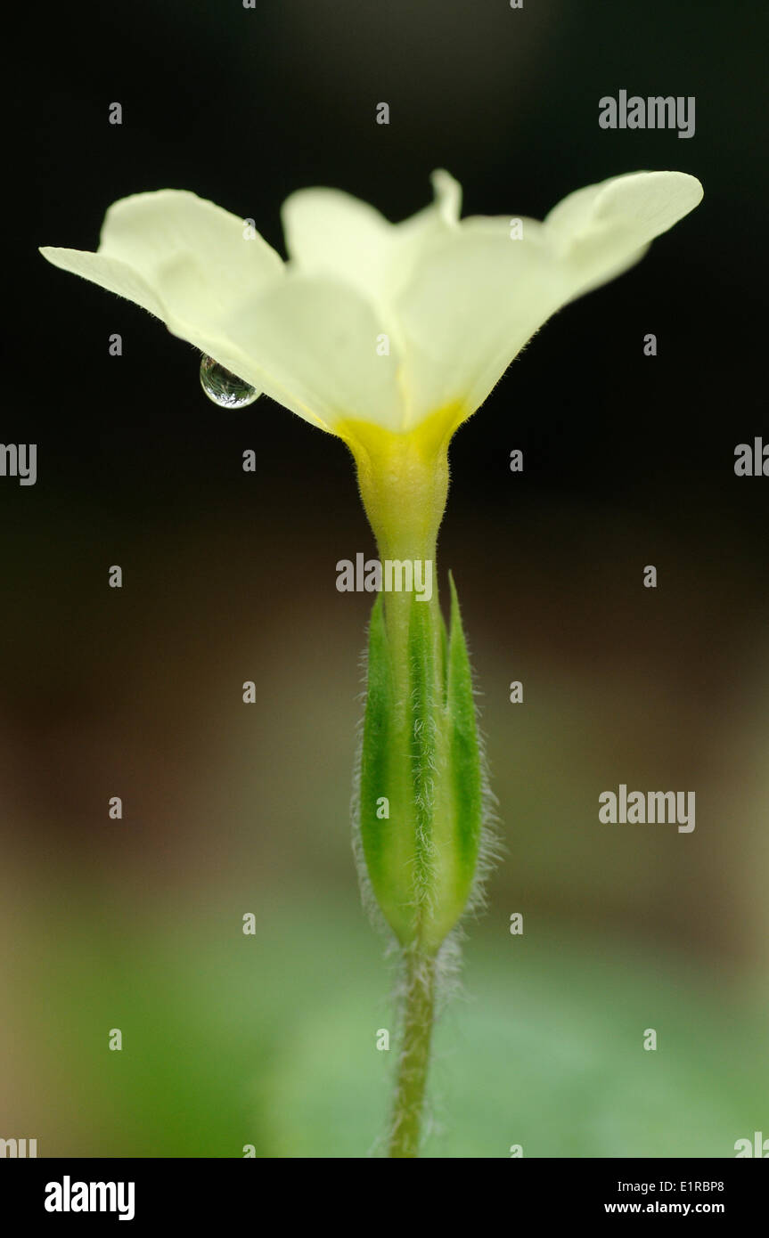 Wild Primrose High Resolution Stock Photography and Images - Alamy