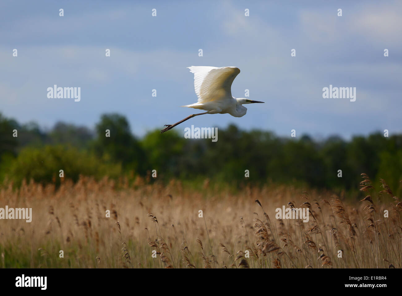 Great white egret ardea alba uk hi-res stock photography and images - Alamy