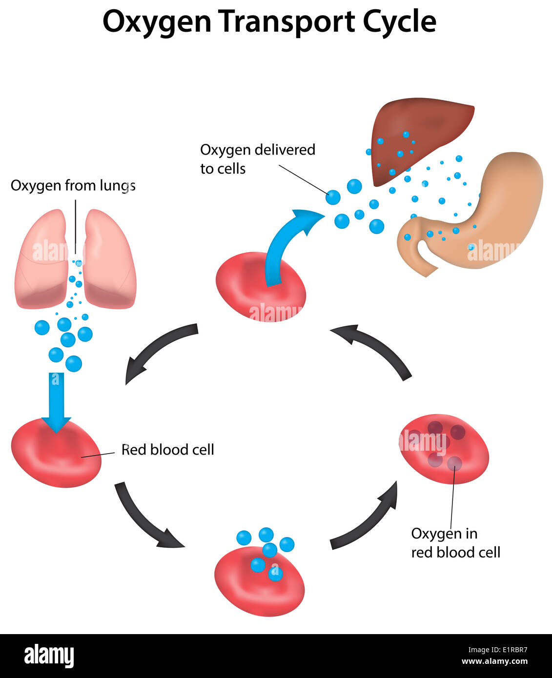 Oxygen Transport Cycle From Lungs To Organs Labeled Stock Photo Oxygen Transport Cycle From Lungs To Organs Labeled Stock Photo