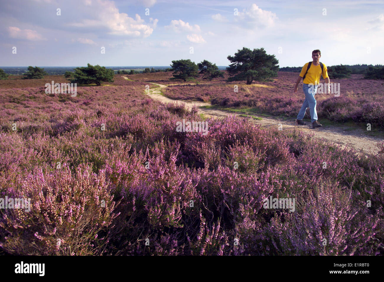 Heather field hi-res stock photography and images - Alamy