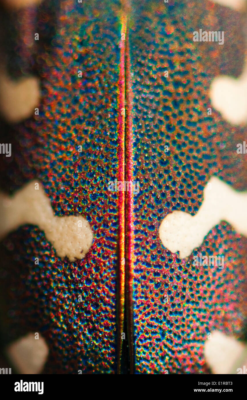 northern dune tiger beetle close-up Stock Photo - Alamy