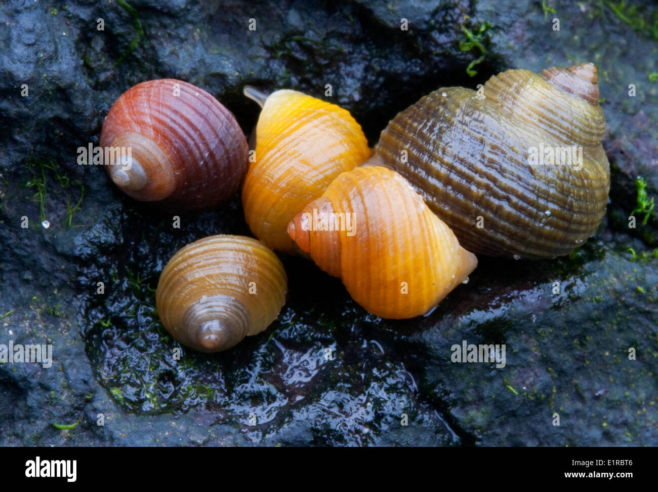 Periwinkles on rock hi-res stock photography and images - Alamy