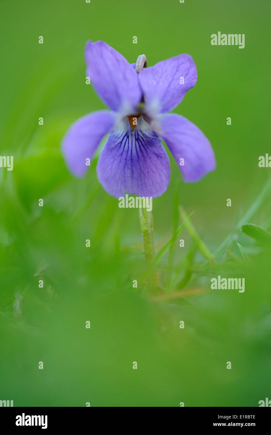 Flowering Sweet Violet Stock Photo - Alamy