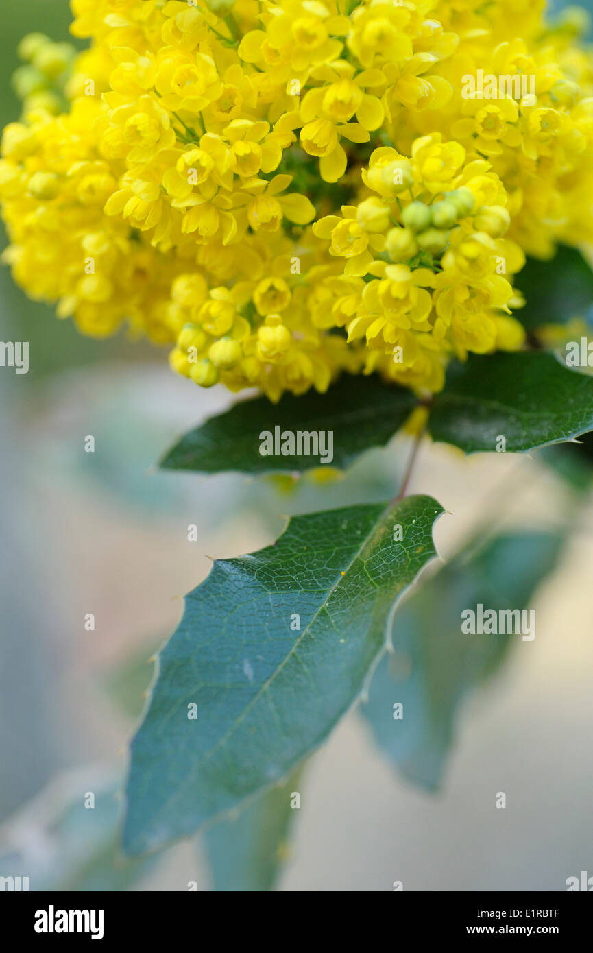 Oregon grape holly hi-res stock photography and images - Alamy
