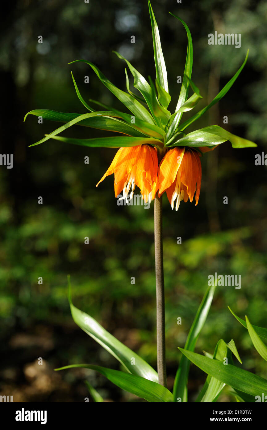Flowering Crown Imperial in old forest Stock Photo - Alamy