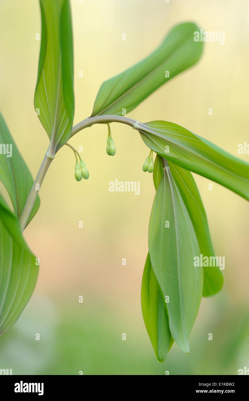 Growing plant of the Solomon's seal in spring forest Stock Photo - Alamy