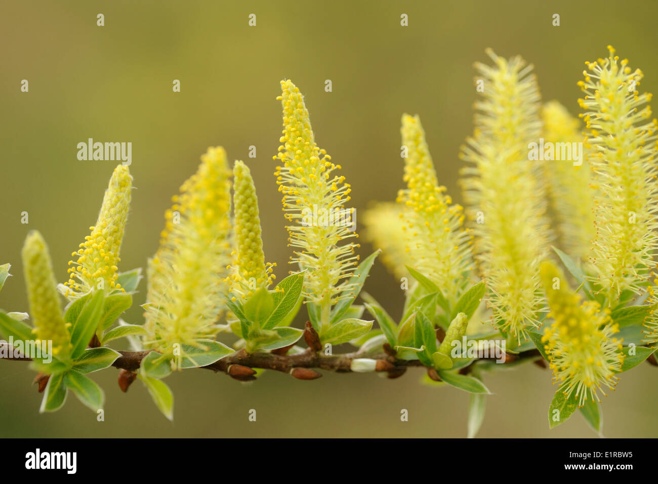 Flowering male inflorescences of the White Willow Stock Photo - Alamy
