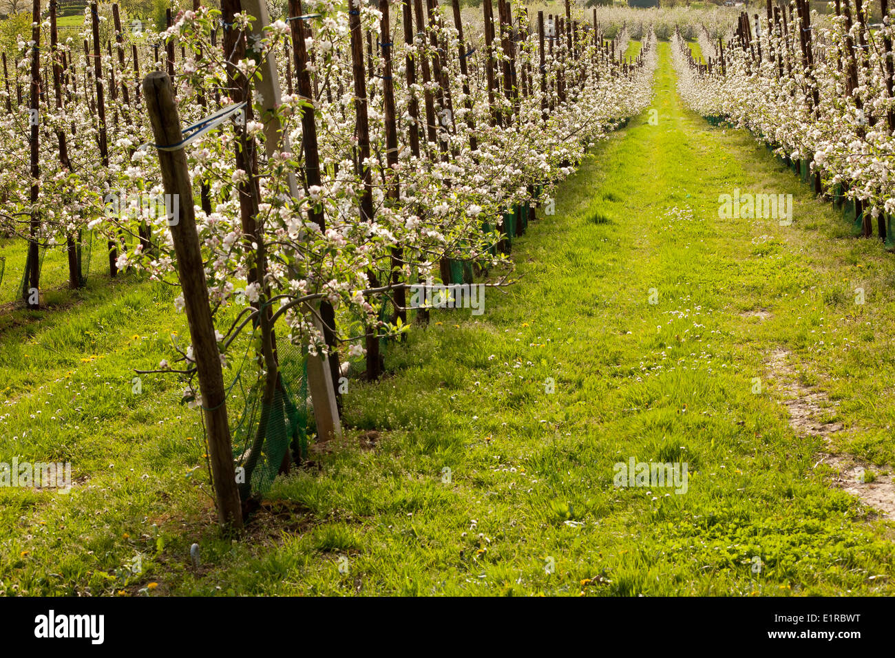 Small scale orchards hi-res stock photography and images - Alamy