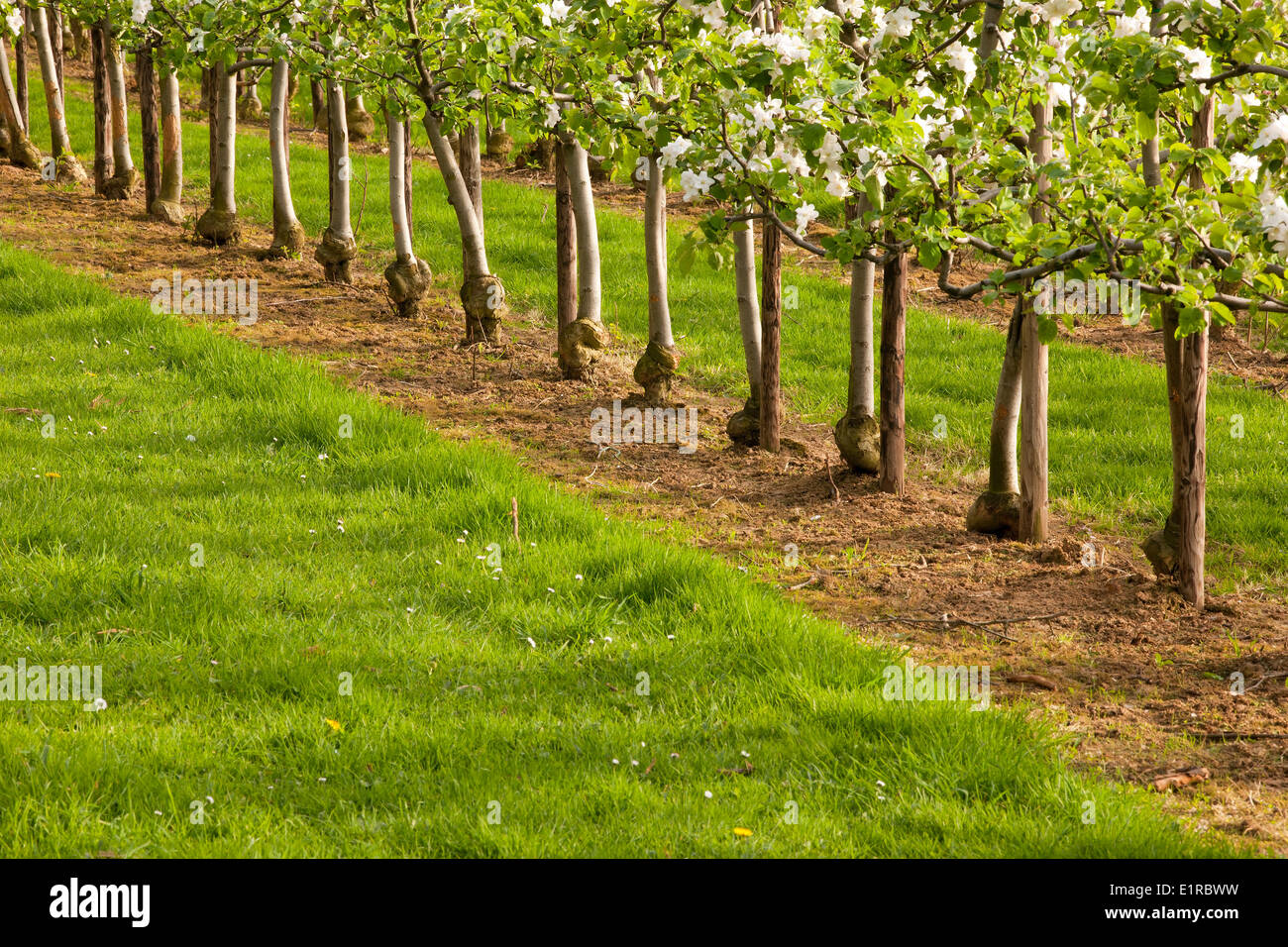 Small scale orchards hi-res stock photography and images - Alamy
