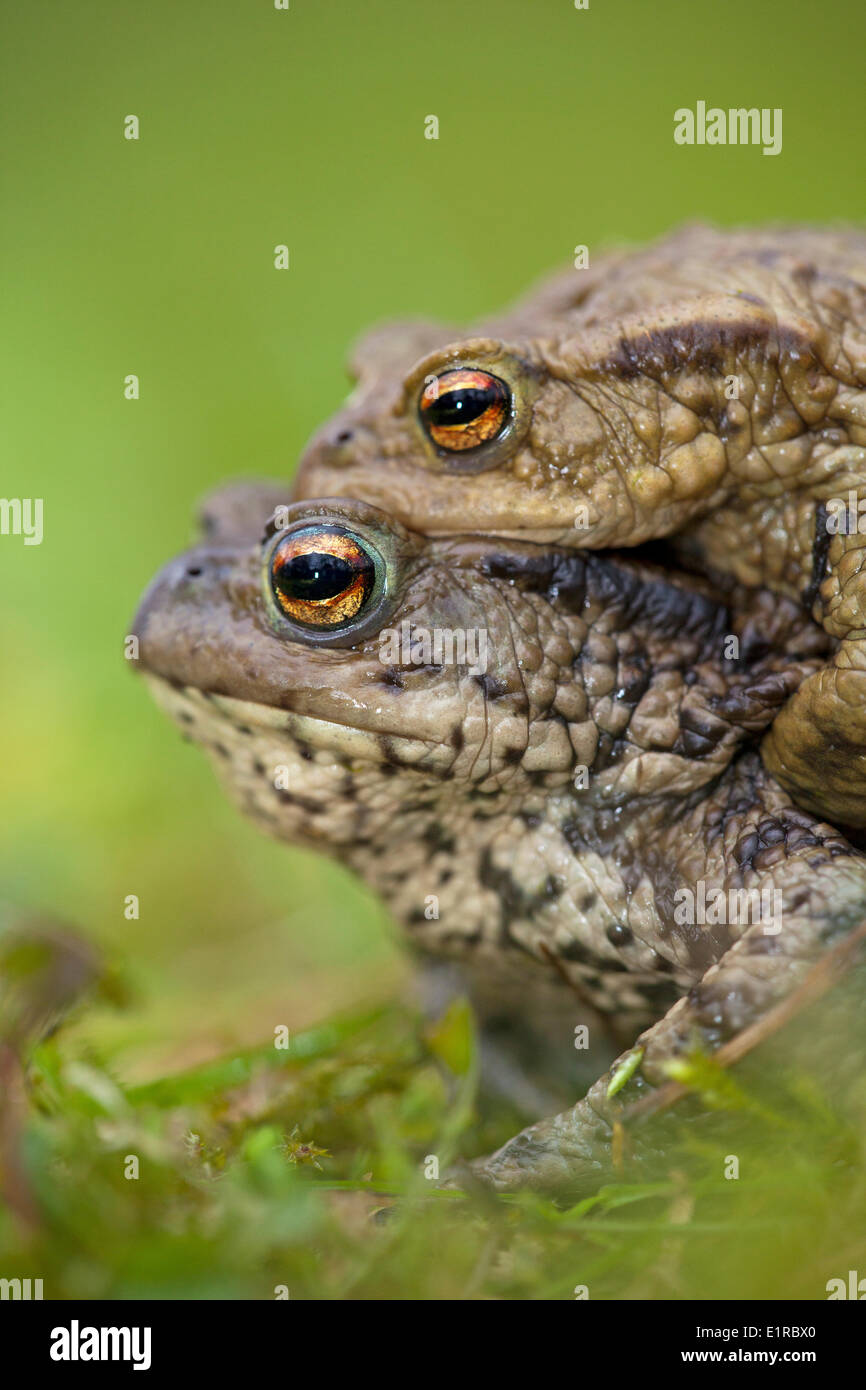 vertical portrait of a couple common toads against a green background ...