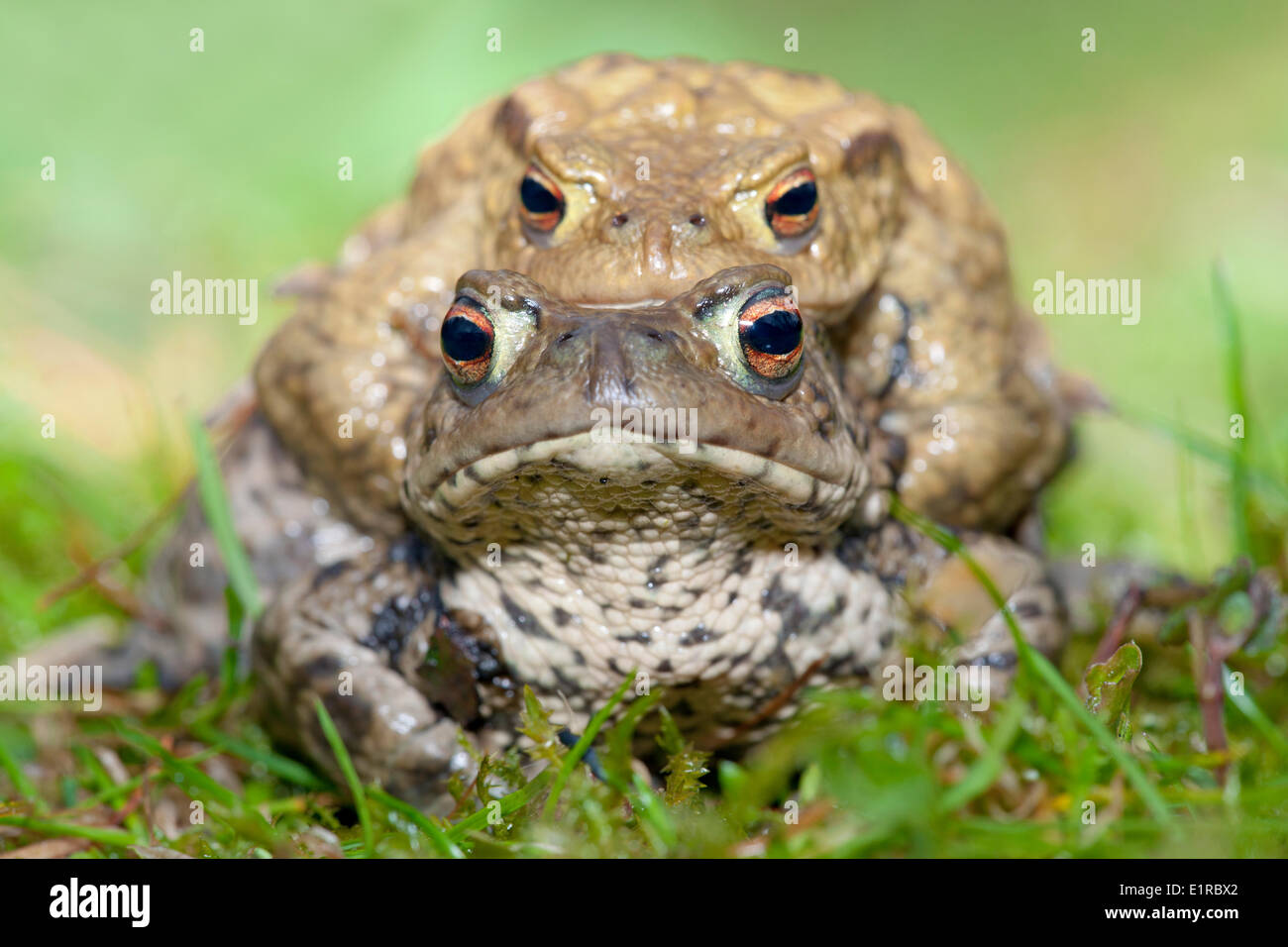 frontaal portrait of a couple common toads against a green background ...