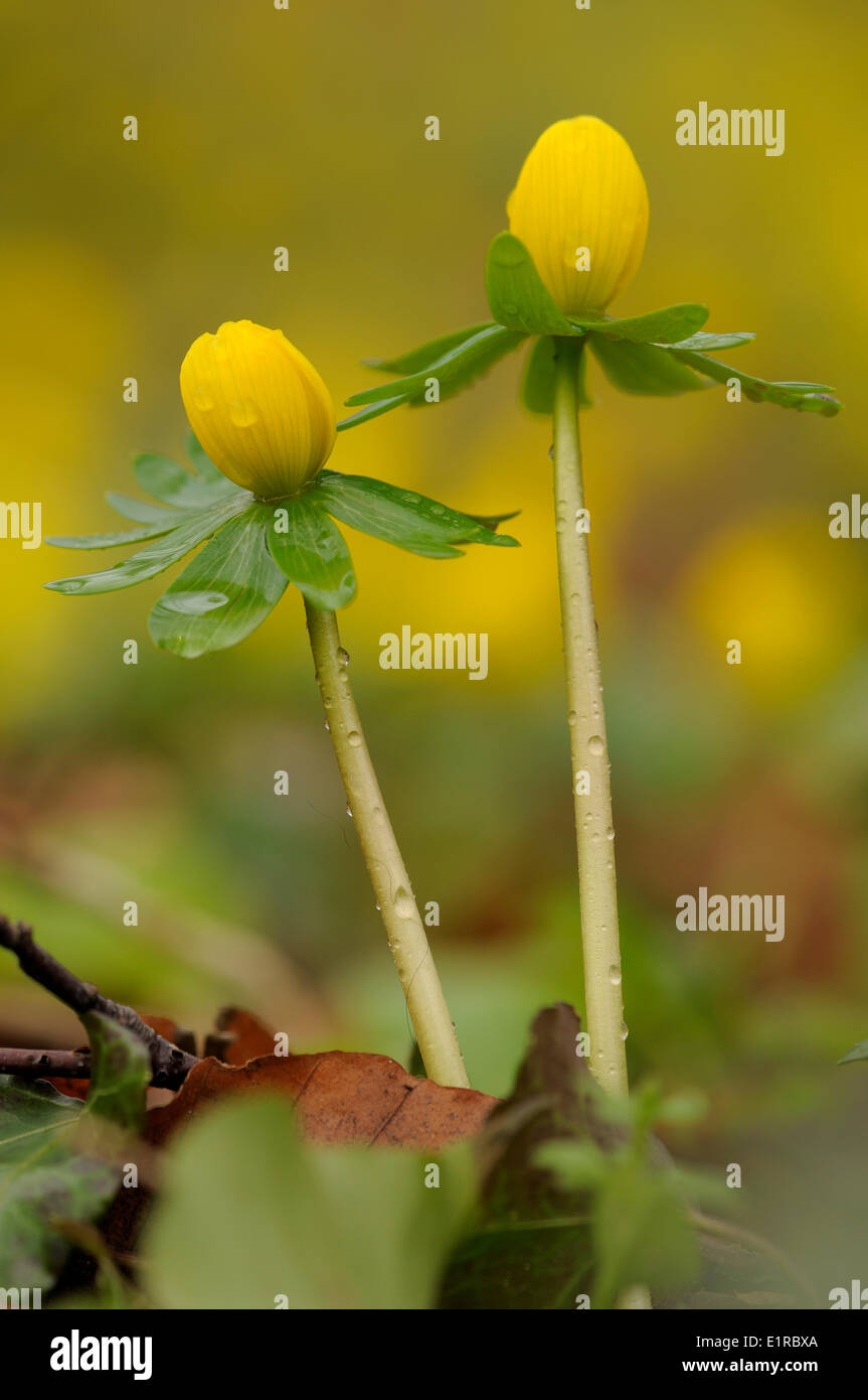 Stalks flowers hi-res stock photography and images - Alamy
