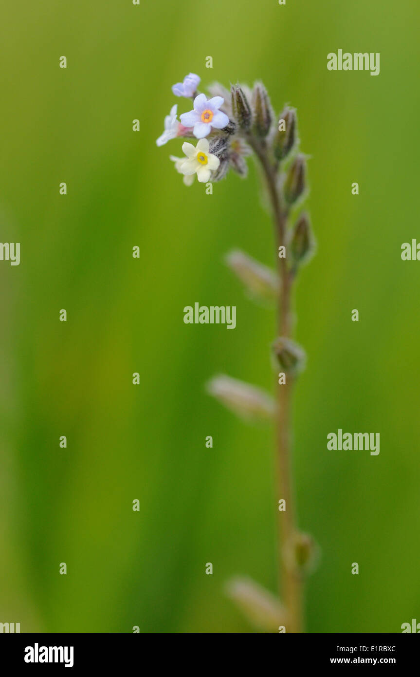 Flowering Changing Forget-me-not Stock Photo - Alamy