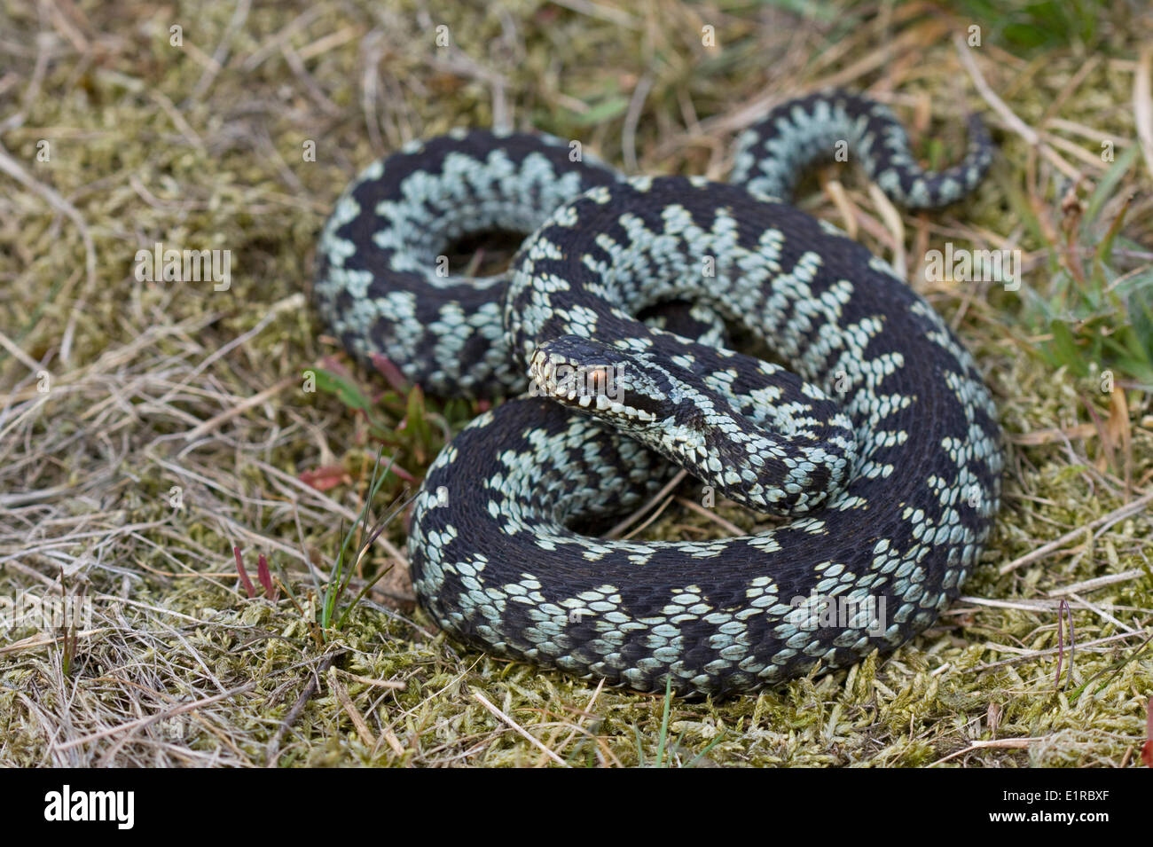 Intimidating pose hi-res stock photography and images - Alamy