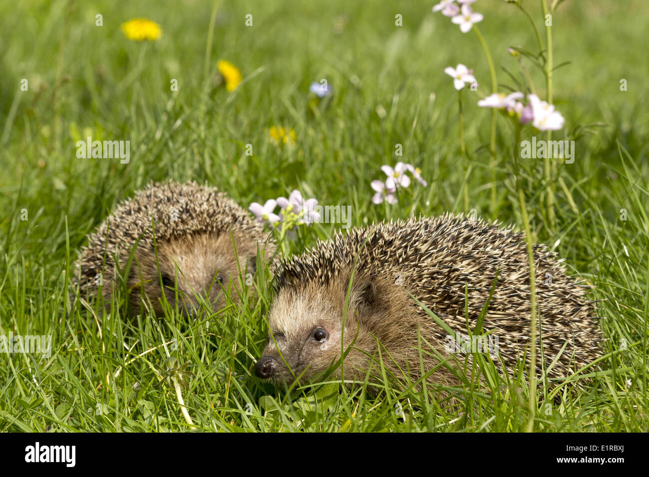 couple hedgehogs on the meadow with spring flowers Stock Photo - Alamy
