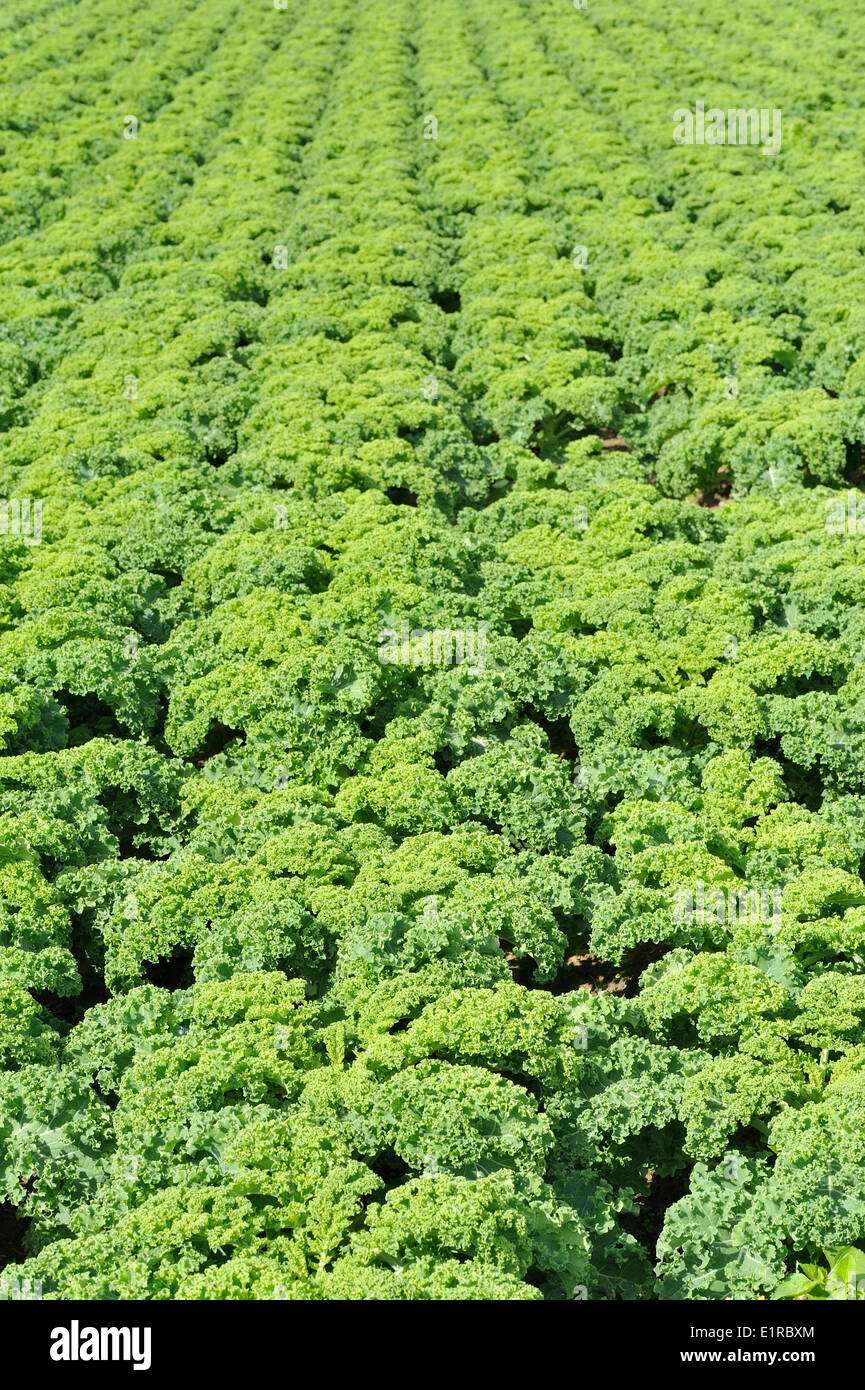 Kale growing on a field Stock Photo - Alamy