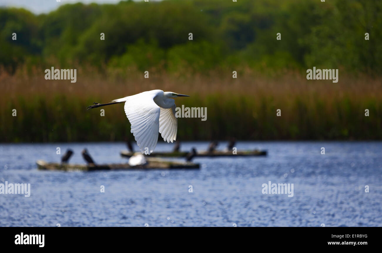 Great white egret ardea alba uk hi-res stock photography and images - Alamy