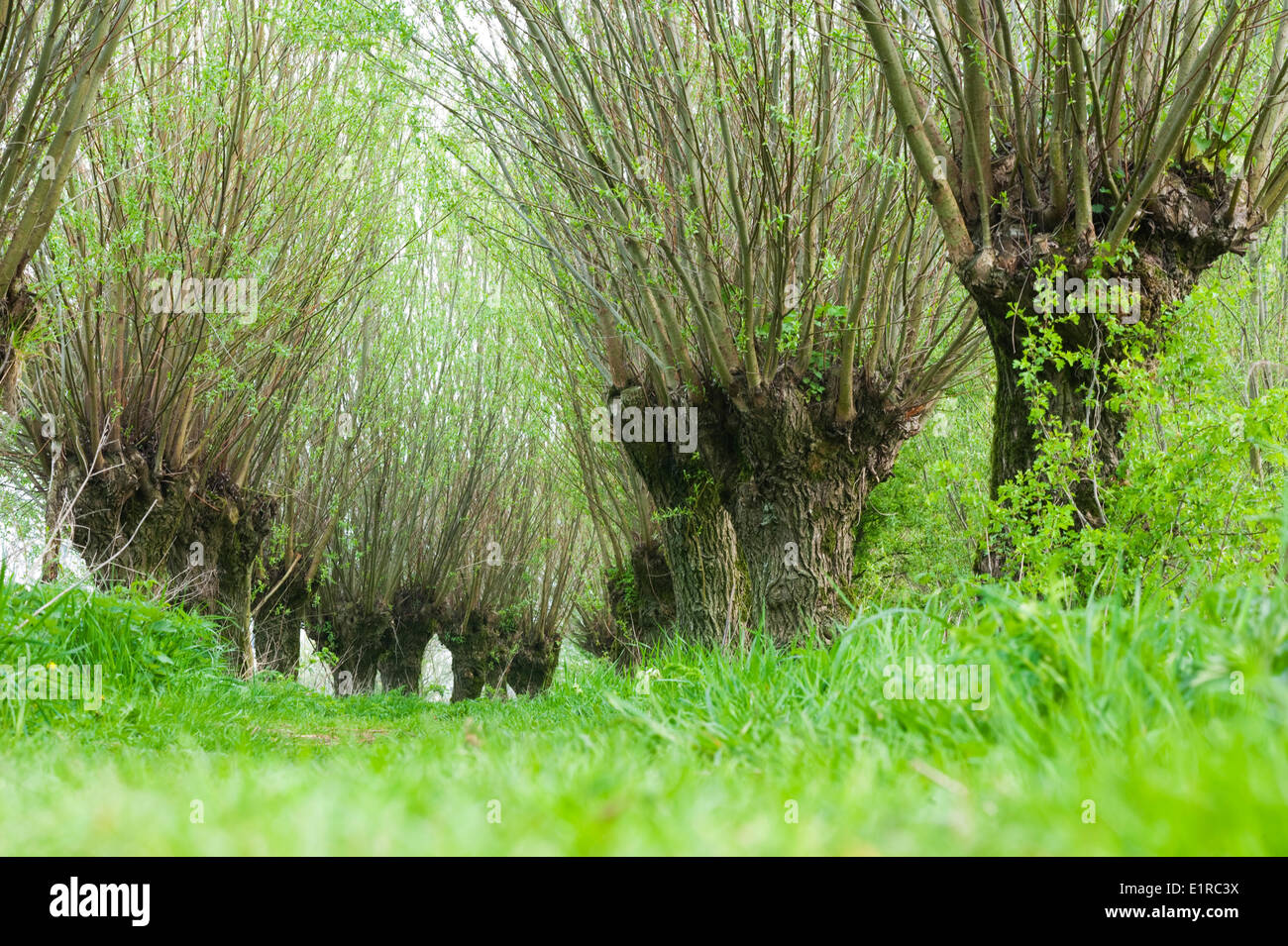 Coppice plant hi-res stock photography and images - Alamy