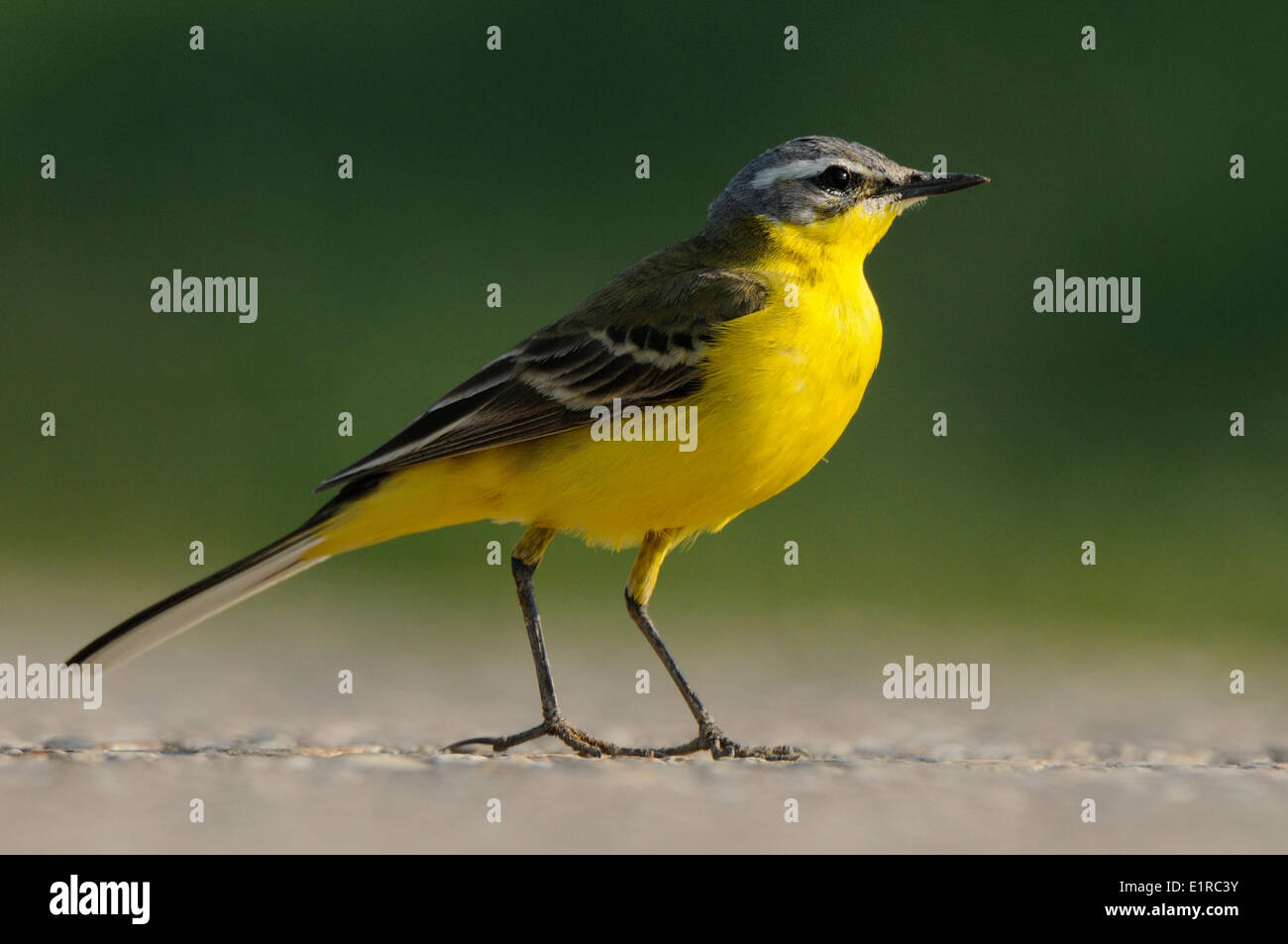 Blue-headed Wagtail foraging in potatofield. Walking on the road Stock ...
