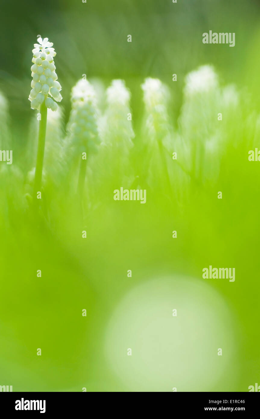 Macro picture of white coloured Muscari botryoides 'album' Stock Photo ...