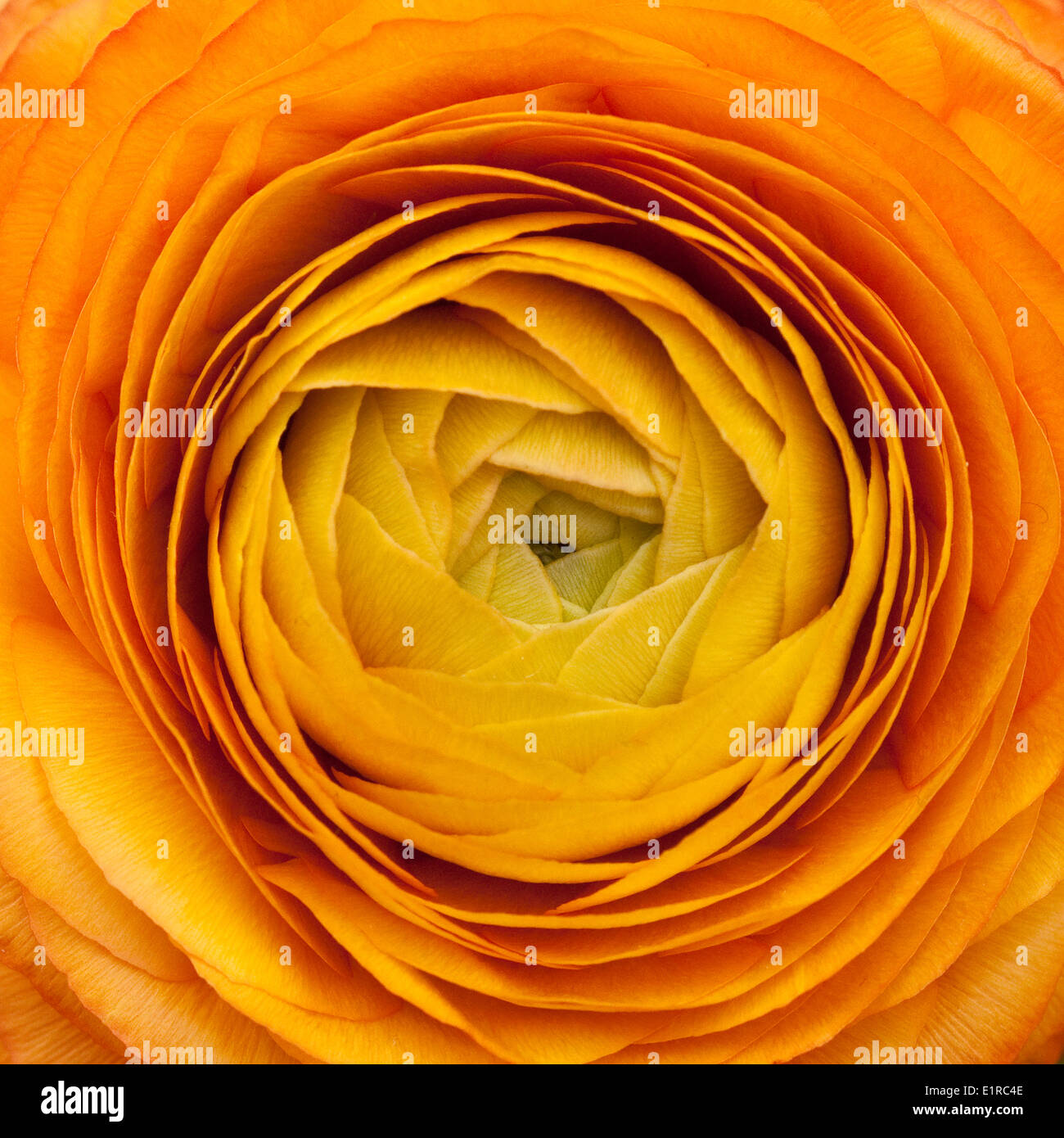 Detail of Globe flower, from above Stock Photo - Alamy