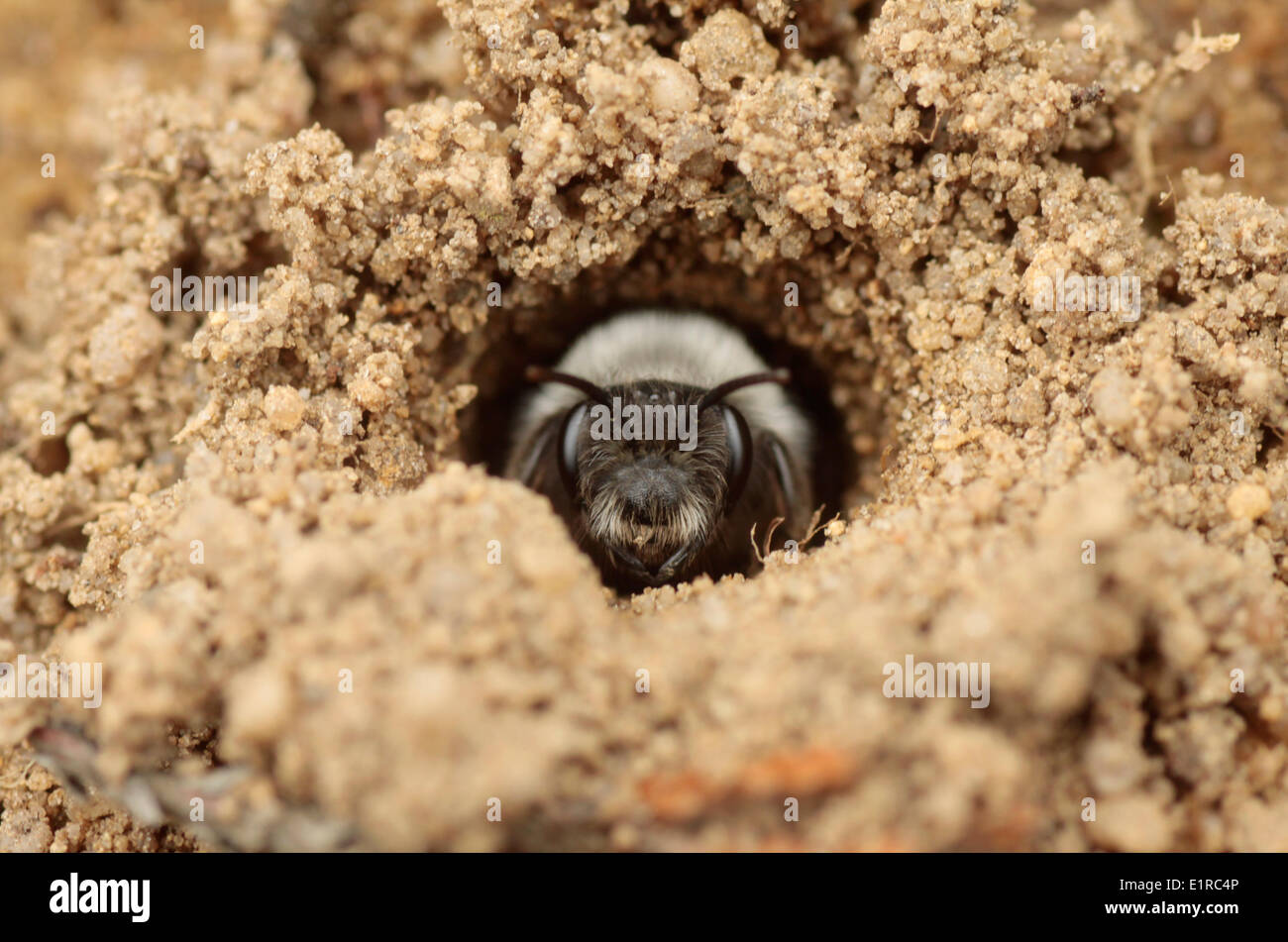 Mining bee nest hi-res stock photography and images - Alamy
