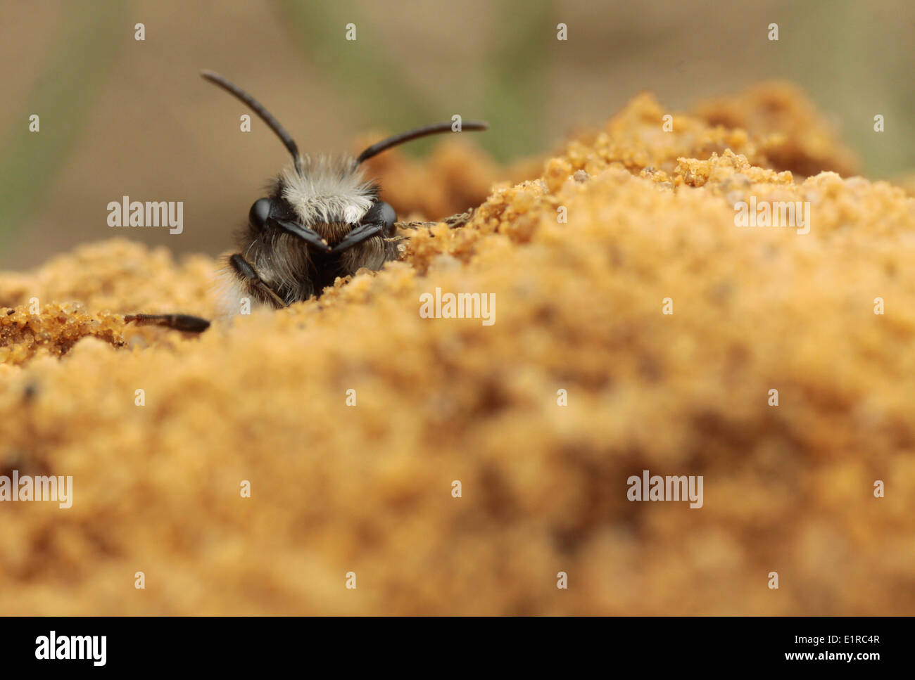 Common digger bee hi-res stock photography and images - Alamy