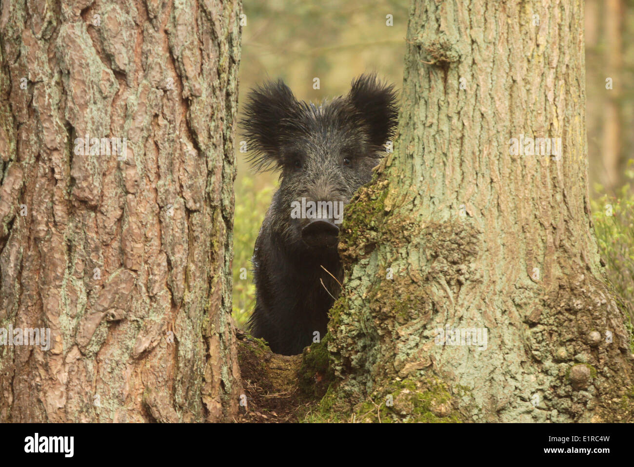 Wild boar at a natural surrounding Stock Photo - Alamy