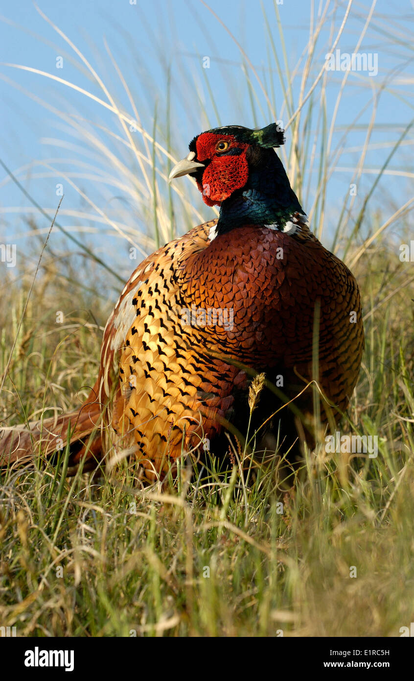 Adult male common pheasant hi-res stock photography and images - Alamy