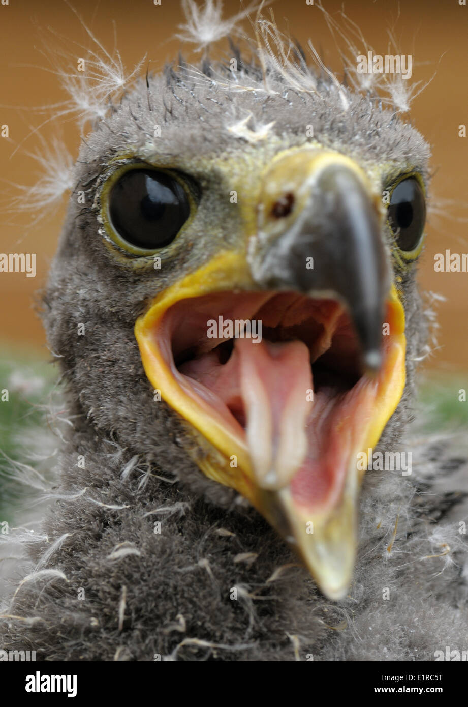 Portrait of a Bald Eagle chick Stock Photo - Alamy