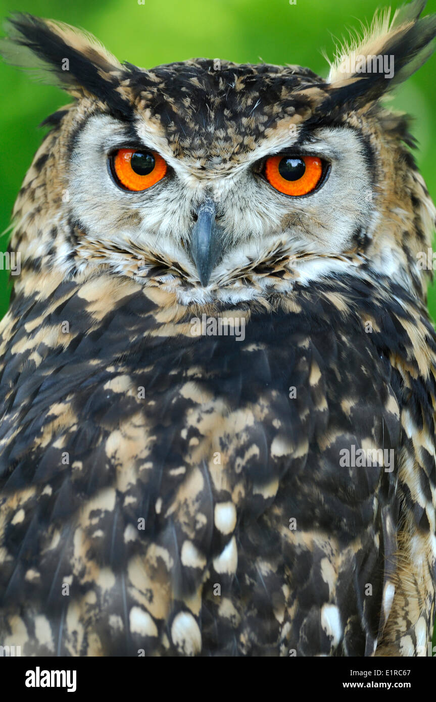 Cape eagle owl bubo capensis hi-res stock photography and images - Alamy