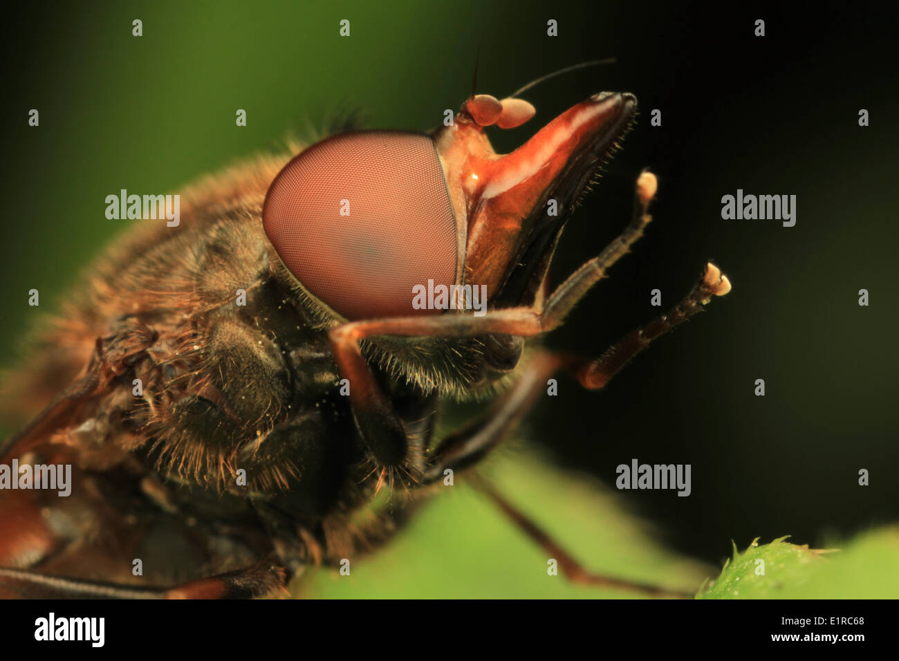 a head shot of a hoverfly Stock Photo - Alamy