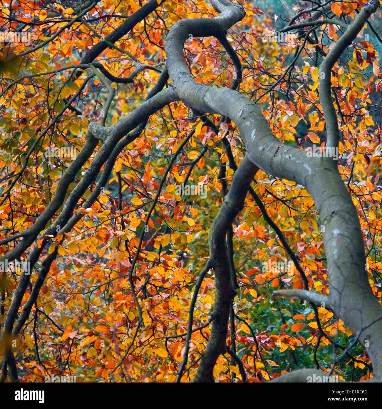 fallen tree in fall colors Stock Photo - Alamy