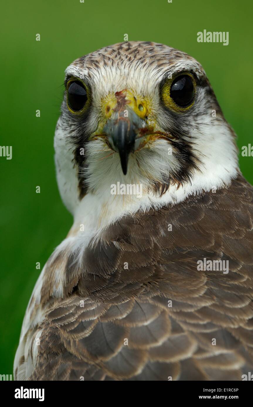 Portrait of a Lagger Falcon Stock Photo - Alamy
