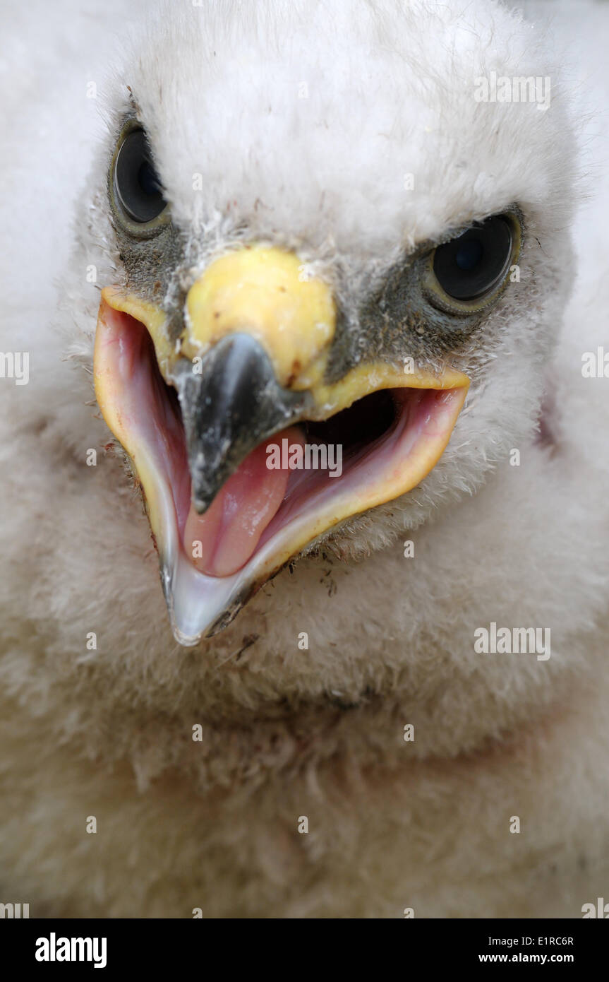 Close-up portrait of a Ferruginous Hawk chick Stock Photo - Alamy