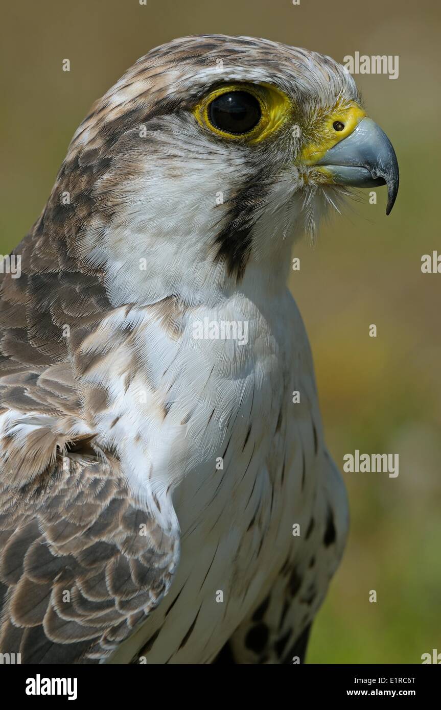 Portrait of a Lagger Falcon Stock Photo - Alamy