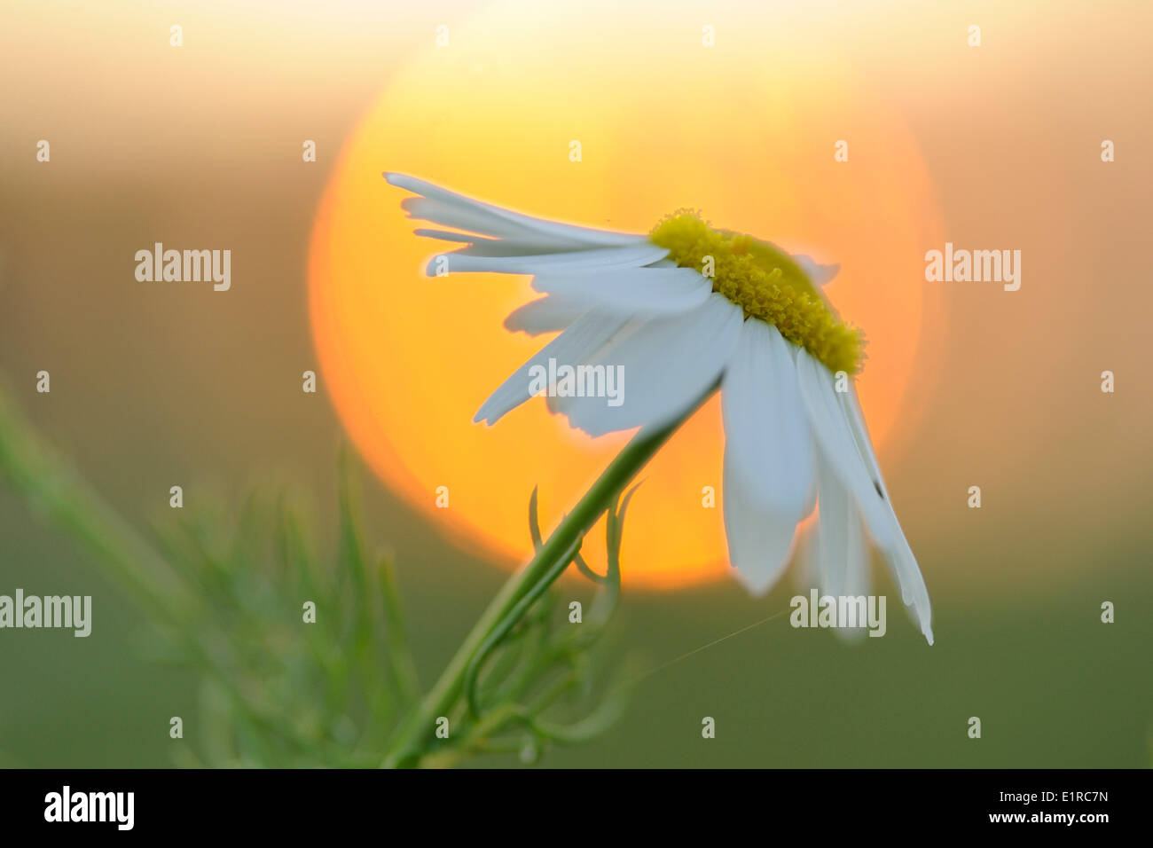 Scentless mayweed hi-res stock photography and images - Alamy